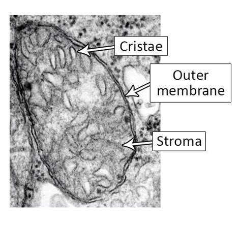 Cell Biology Mitochondria