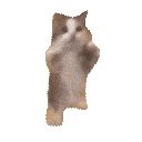 Jumping Cat S Tenor