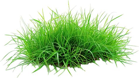 Bermuda Grass Pngs For Free Download