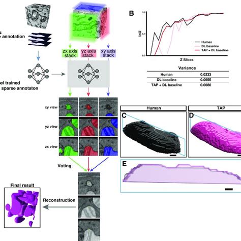 The Hitl Tap Method On Philow Improved The Segmentation Efficiency A