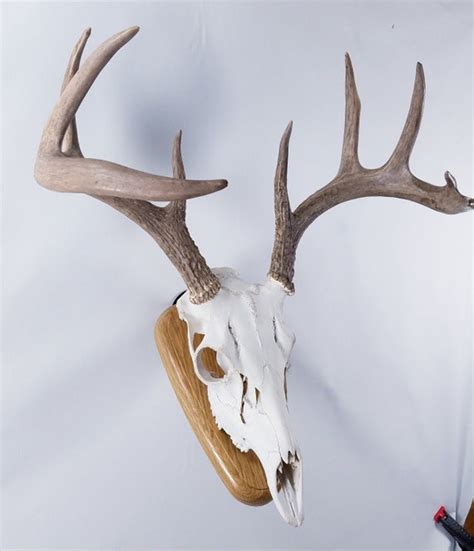 Whitetail European Mount Whitetail Deer Skulls European Mount For Sale