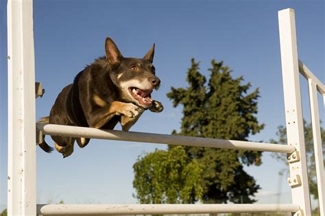 Australian Kelpie Robuste Arbeits Hunderasse Im Überblick