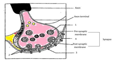 in the given figure of synapse few structures are marked as 1 2 3