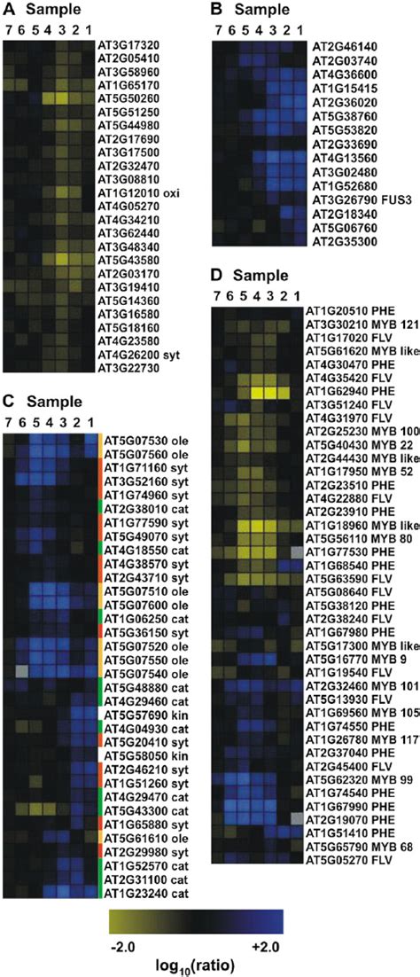 expression of selected functionally related genes throughout anther