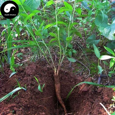 radix tree