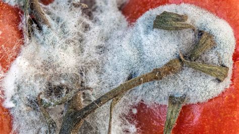 16 Common Tomato Plant Diseases That Can Wreak Havoc On Your Crop