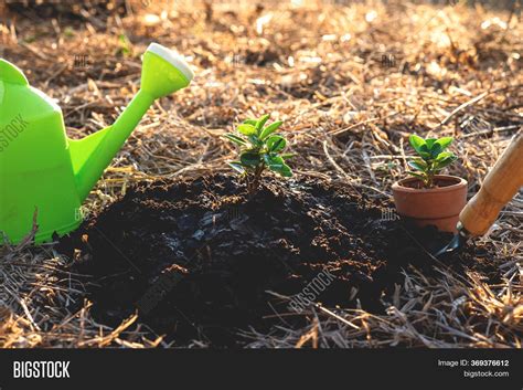 Tool Plant Seedlings Image Photo Free Trial Bigstock