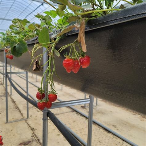 고령 딸기체험 여왕 딸기 강력 추천 깡통 열차는 덤으로 ~ 네이버 블로그