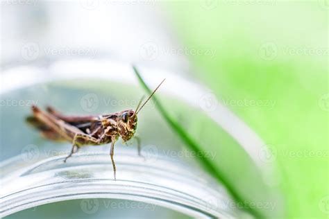 A Grasshopper On A Green Grass Background Close A Grasshopper Sits On A Glass Jar 20727494