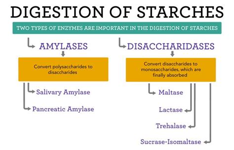 Sucrase Isomaltase Deficiency