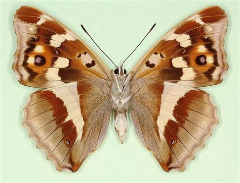 Purple Emperor Apatura Iris Butterfly Aberrations