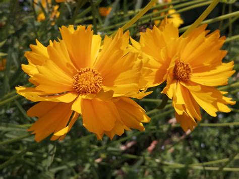 Buy Coreopsis Summer Sun Seeds Coreopsis Summer Sun Seeds Canada