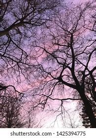 Naked Trees Forrest Stock Photo Shutterstock