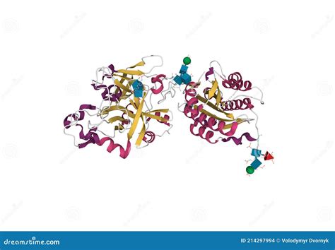 Structure Of The Complement Component C3c Royalty Free Stock