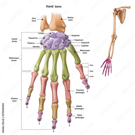Bones Of The Human Hand With The Name And Description Of All Sites Human Anatomy Vector