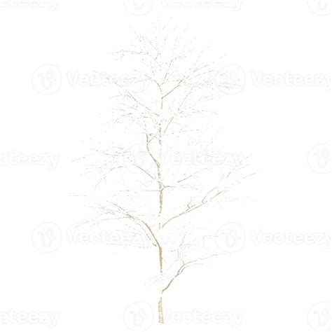White Tree Snow Covered Isolated Canvas PNG