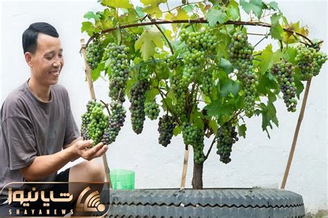 کاشت و برداشت خانگی؛ یه روش ساده واسه کاشت انگور تو لاستیک دیگه هی نگو