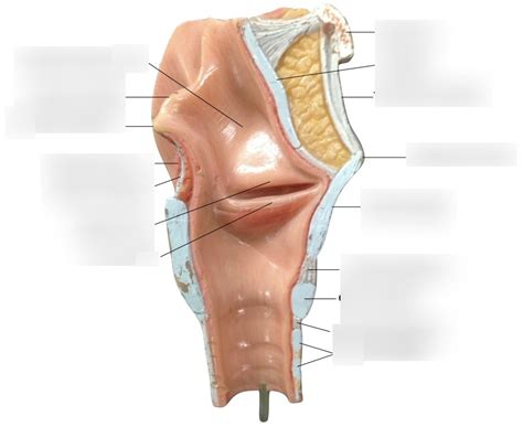 Respiratory System 9 Thyroid Diagram Quizlet