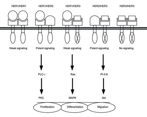 Dimerization Of Hers Upon Ligand Binding Triggers Cell Signaling