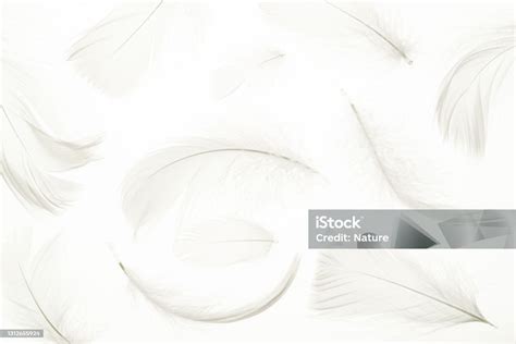 깃털 패턴 컨셉 매크로 사진 부드러운 초점에 흰색 배경에 여러 가지 빛깔의 파스텔 천사 깃털 클로즈업 텍스처 자연의 우아한 표현 예술 이미지 취약성 공간을 복사합니다 겨울에