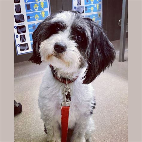 Gizmo Small Male Maltese X Shih Tzu X Cavalier King Charles Spaniel X