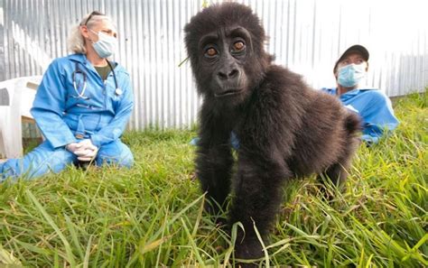 Амьтанд хайртай хүмүүст тохирох 7 мэргэжил