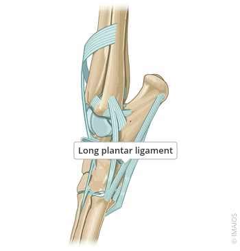 Long Plantar Ligament Vet Anatomy Imaios
