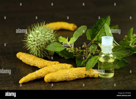 Holy Basil Turmeric Datura Fruit With Herbal Oil And Wooden Mortar On
