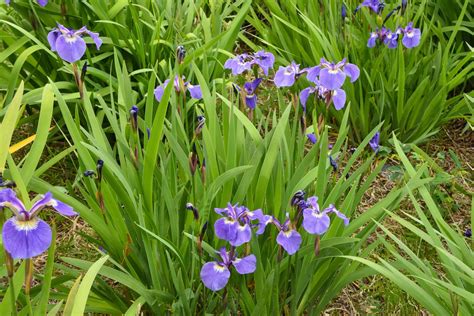 iris setosa marginal pond plants bp067 lincspplants