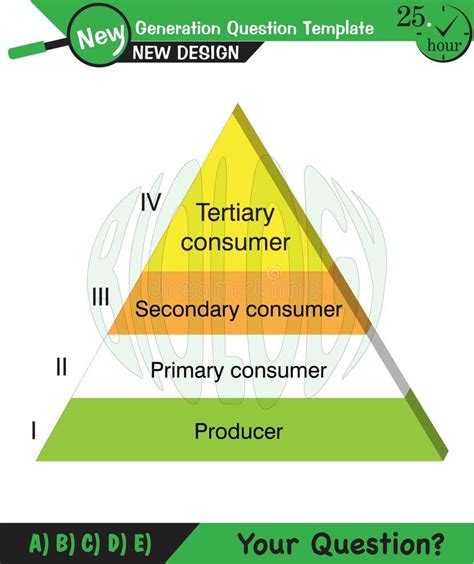 Physics Vector Illustration Of Food Chain Energy Pyramid Educational Infographic Question