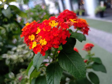 Asus Zenfone Max M Review Another Max Value Phone Rev