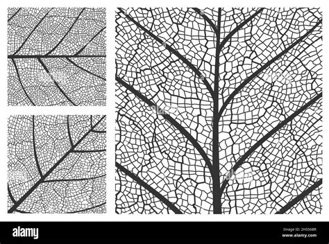 Leaf Texture Pattern