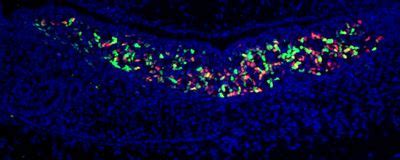 Deleting A MicroRNA Cluster Reversed Biological Sex In Mice The Scientist Magazine