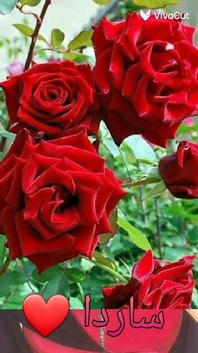 😍 انمي ناروتو 😊 صور ابطال حسب لون 🤗 Youtube