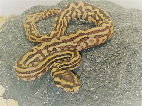 Hybrid Ball Python Traits Morphpedia