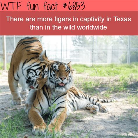 Tigers In Texas Wtf Fun Fact