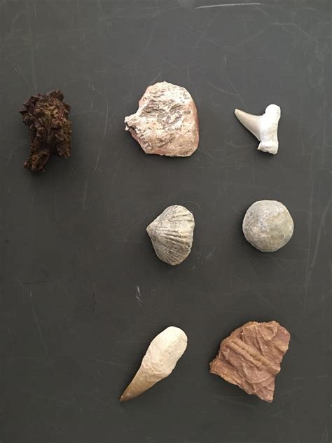 I Found A Collection Of Fossils In The Trash Yesterday And They Came