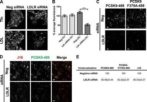 Transferrin Ldl And Pcsk9 488 Internalization In Ldlr Sirna Treated