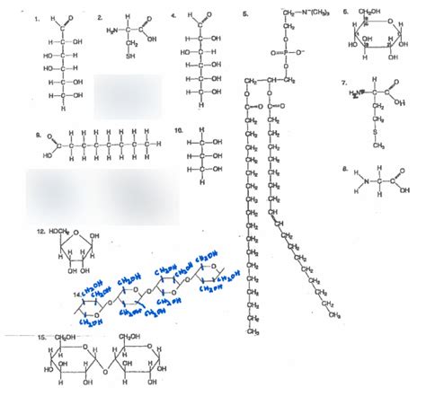 AP BIO FUNC GROUPS Diagram Quizlet