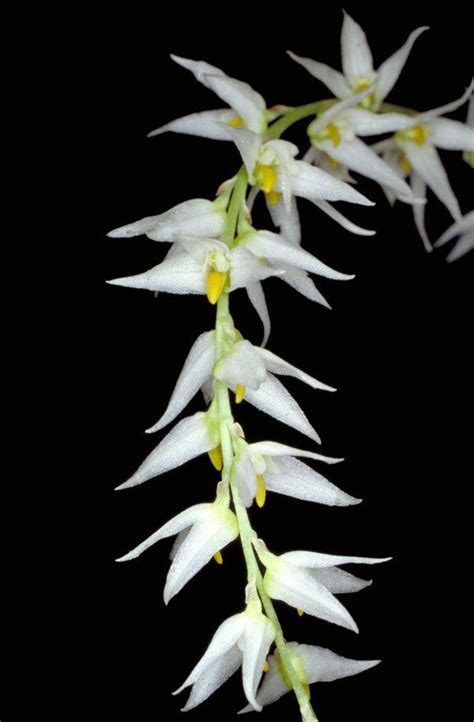 Bulbophyllum Auricomum Alchetron The Free Social Encyclopedia