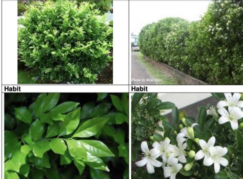 Plants Week Flashcards Quizlet Plants Week Flashcards Quizlet