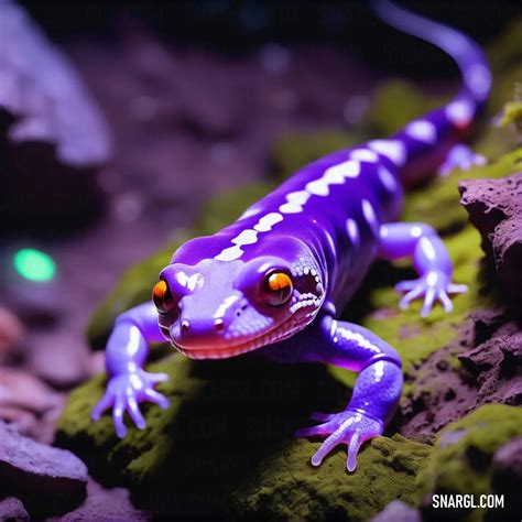 Salamander Fascinating Facts About Salamanders And Their Habitats
