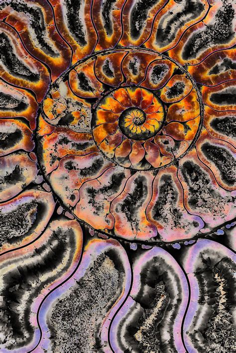 Split Ammonite Fossil Abstract Photograph By Bruce Block Pixels