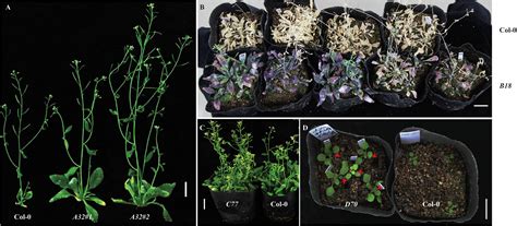 Frontiers Large Scale Investigation Of Soybean Gene Functions By Overexpressing A Full Length