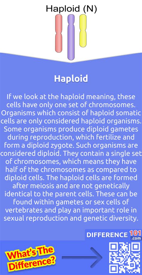 Diploid Vs Haploid Key Differences Pros Cons Examples Difference