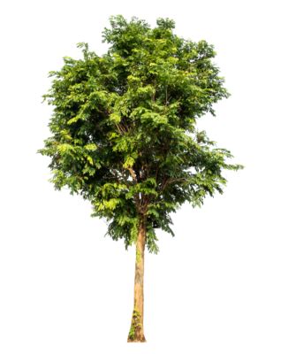 Tree Transparent PNGs For Free Download Tree Transparent PNGs For Free Download