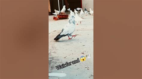Wait For And 😱😱🕊️youtubeshorts Viralvideo Shorts