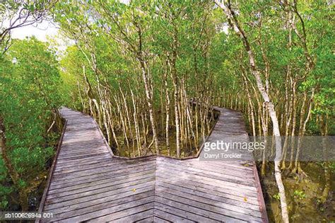 Forest Path Fork Photos And Premium High Res Pictures Getty Images