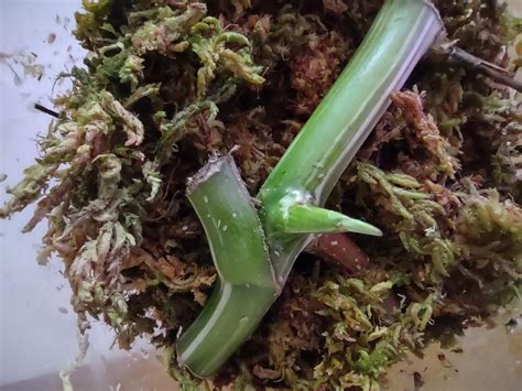 Monstera Albo Node Stopped Growing Rmonsteraalbo