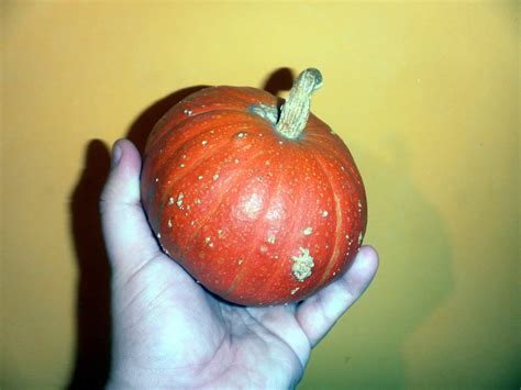 Scirpidiellas Plants Wild Squash Species Cucurbita Sp Div